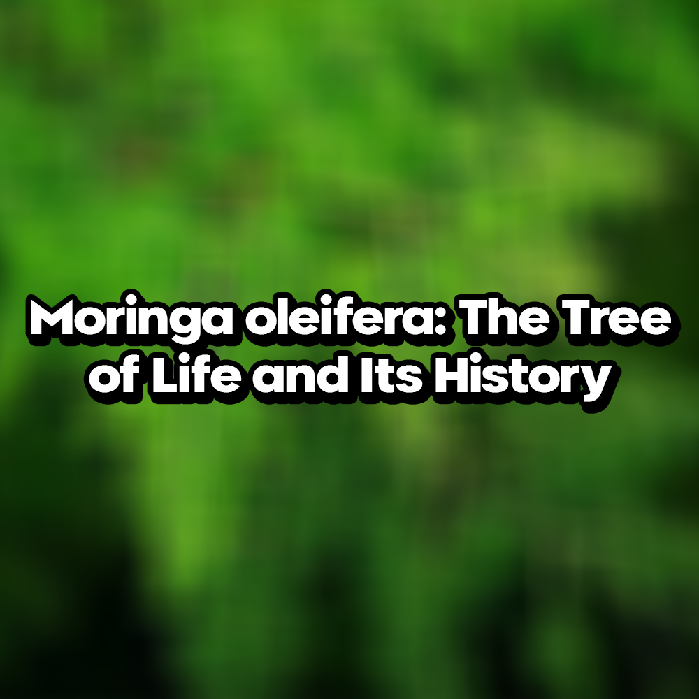 Moringa oleifera: The Tree of Life and Its History – Enricha